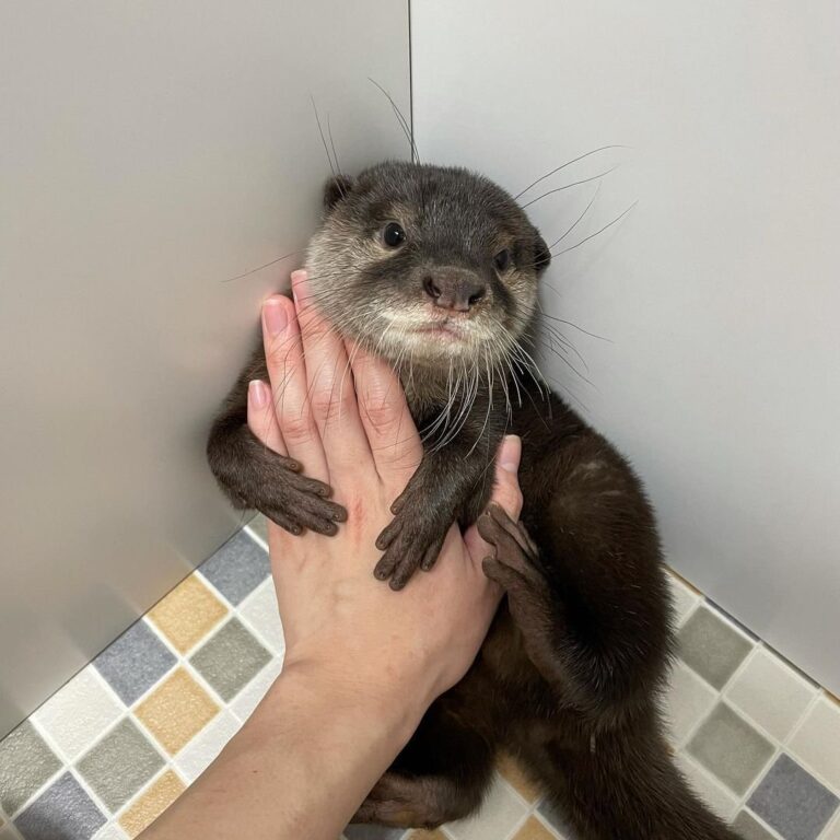 Asian Otter For Sale Archives - unlimitedexoticpets.com